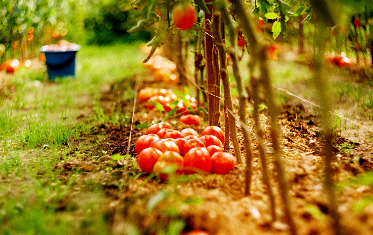 Tutorer vos tomates pour une récolte explosive avec ces 6 techniques ...