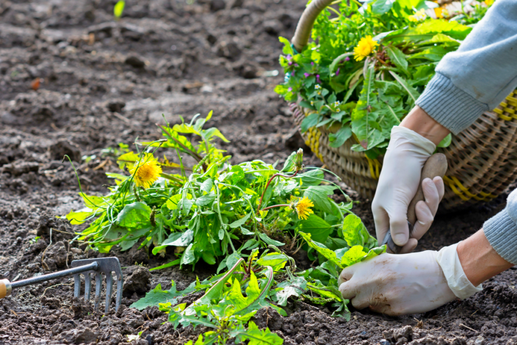 Mauvaises herbes envahissantes ? Mon voisin a trois astuces naturelles ...